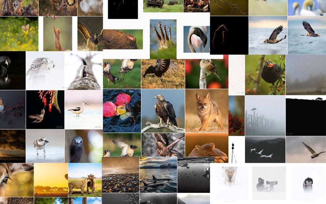 10 Inspiring Wildlife Photographers to Follow on Instagram ...