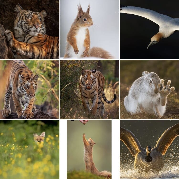 10 Inspiring Wildlife Photographers to Follow on Instagram ...