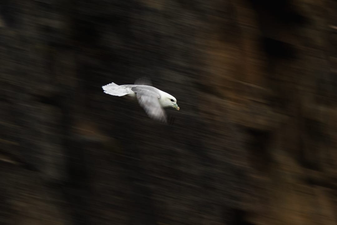 Photographing Birds in Flight – Tips for Bird Photography ...