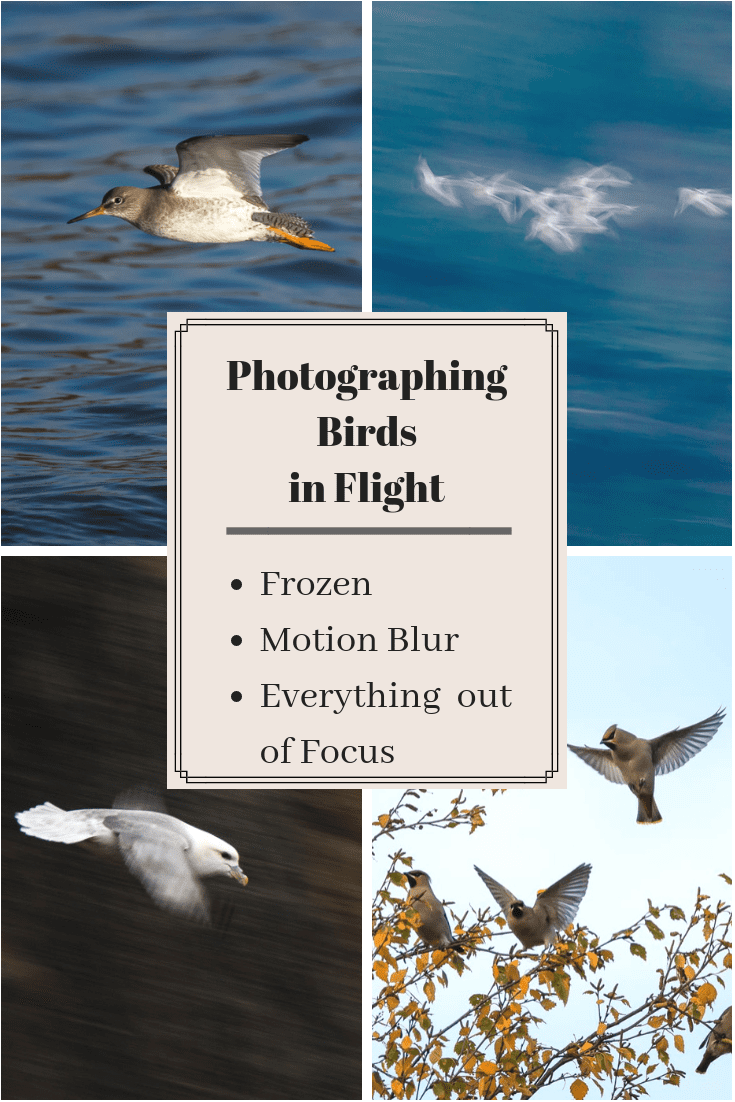 Photographing Birds in Flight – Tips for Bird Photography ...