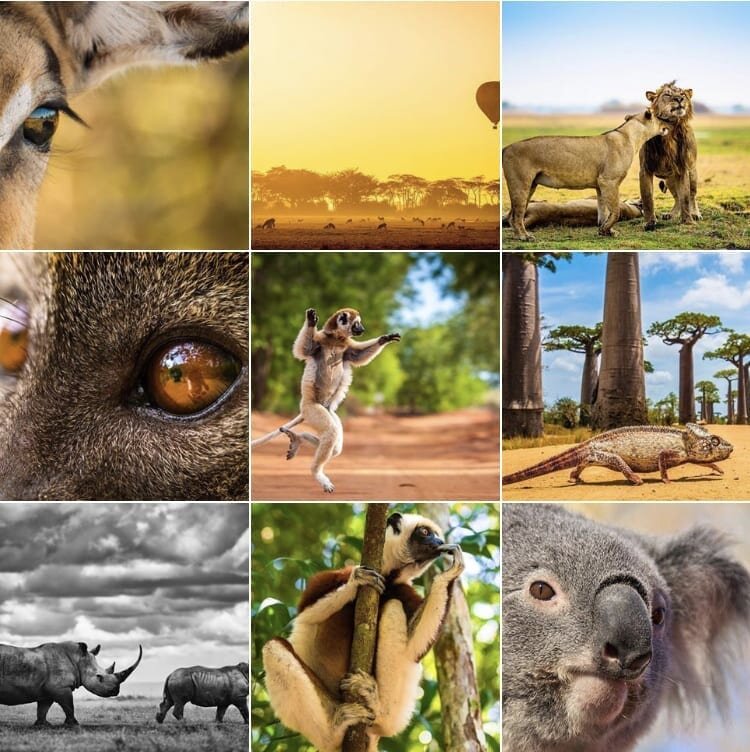 10 Inspiring Wildlife Photographers to Follow on Instagram ...