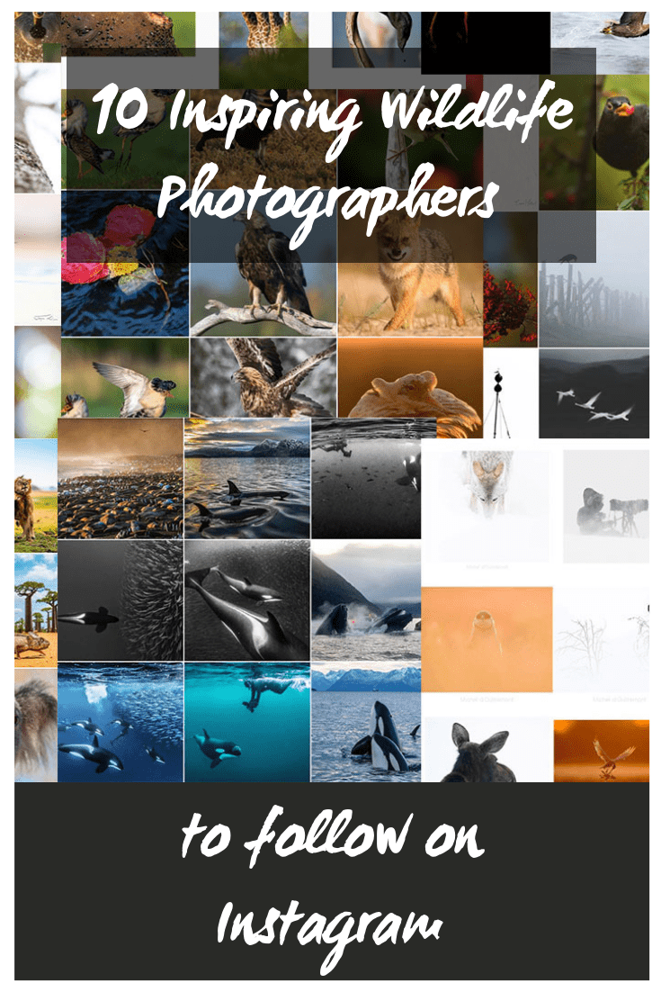 10 Inspiring Wildlife Photographers to Follow on Instagram ...
