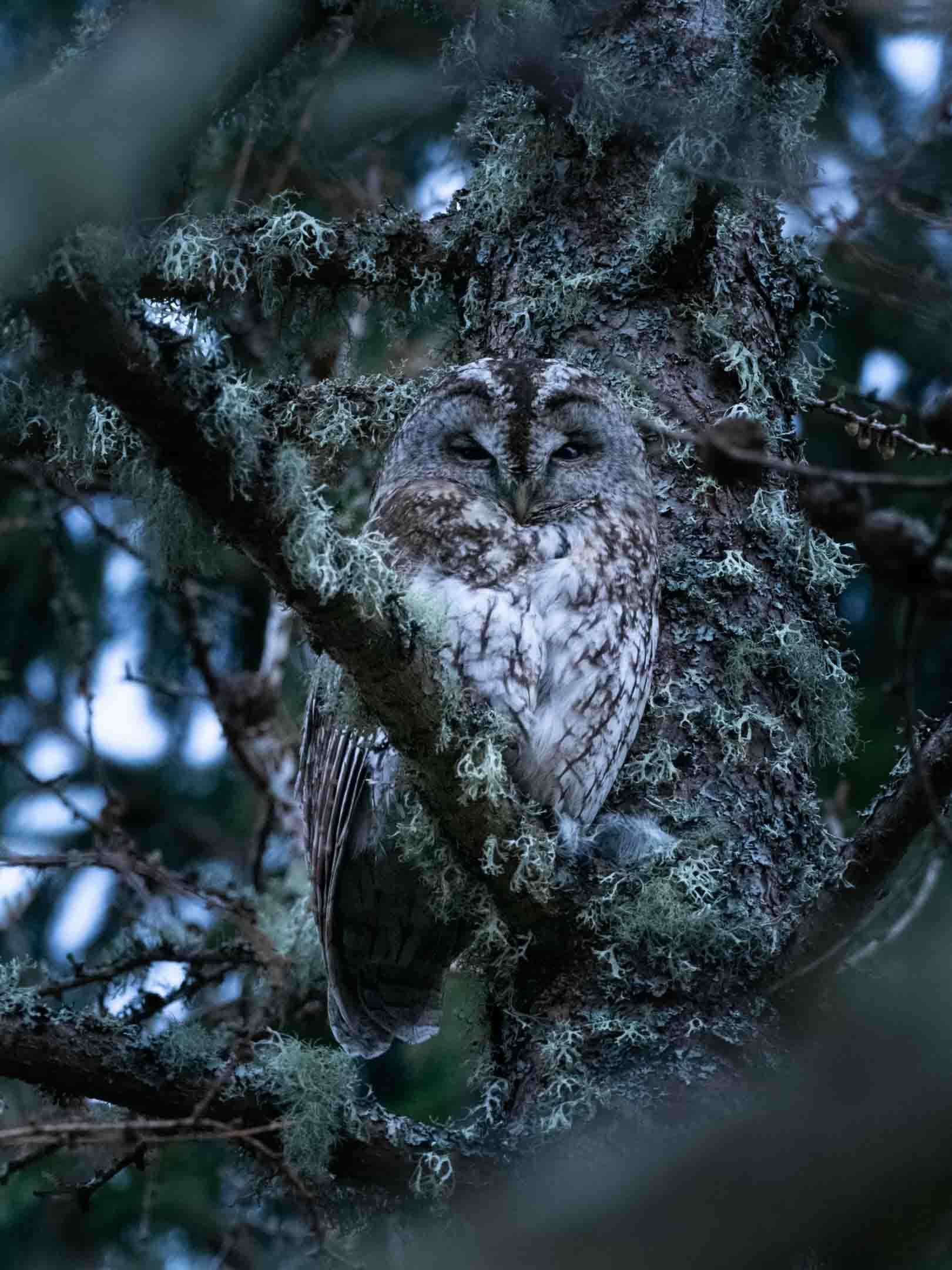 OM System OM-5 for Wildlife Photography - espenhelland.com