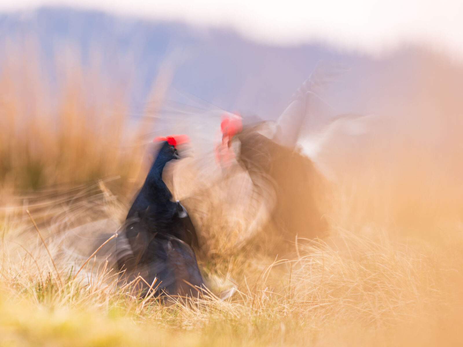 OM System in Low Light - High ISO Photography - espenhelland.com