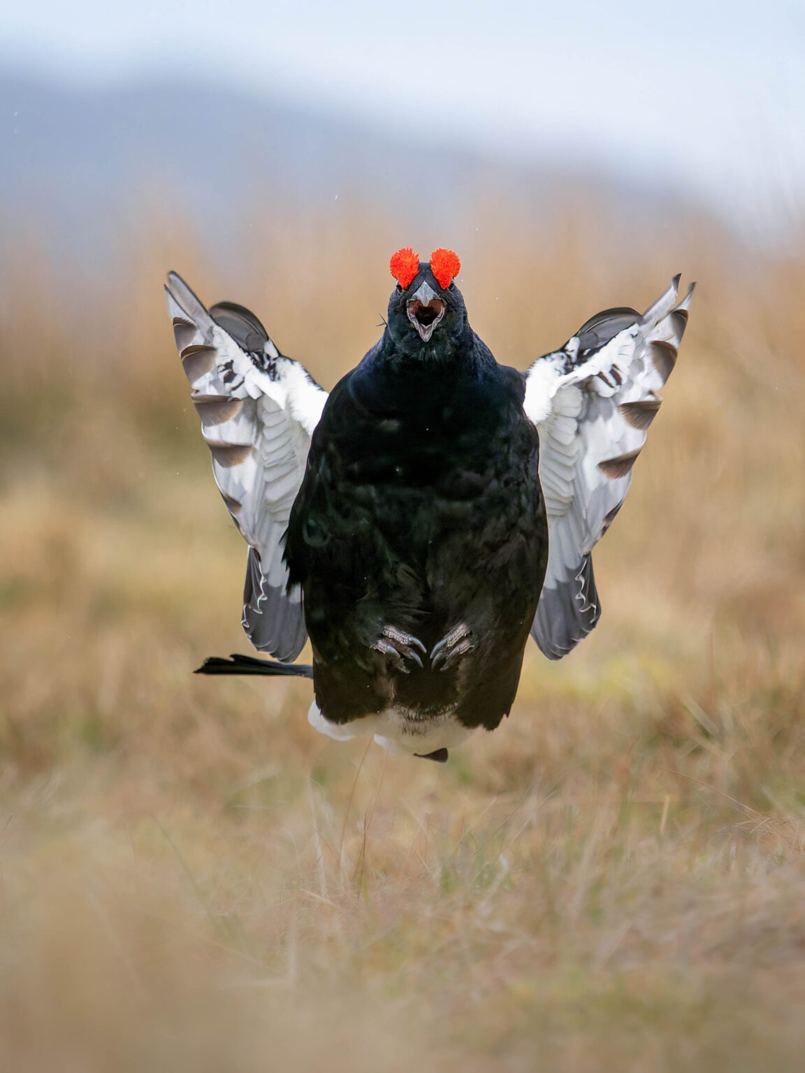 OM System in Low Light - High ISO Photography - espenhelland.com